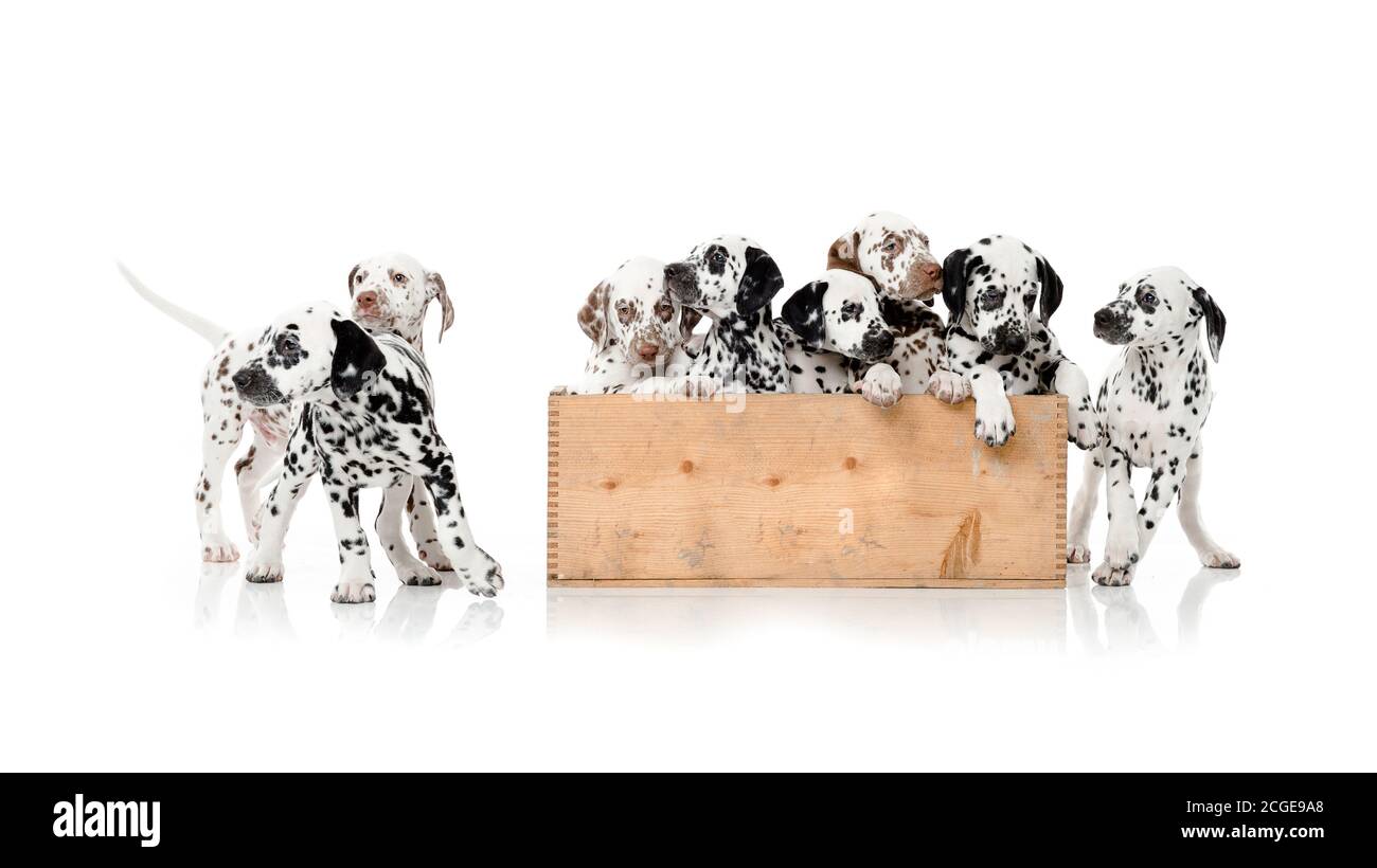 Bølack and white spotted dalmatian dogs isolated on white seamless ...