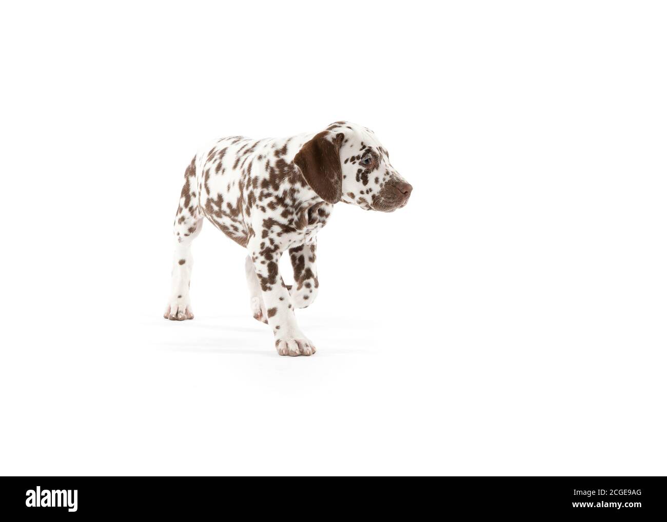Bølack and white spotted dalmatian dogs isolated on white seamless ...