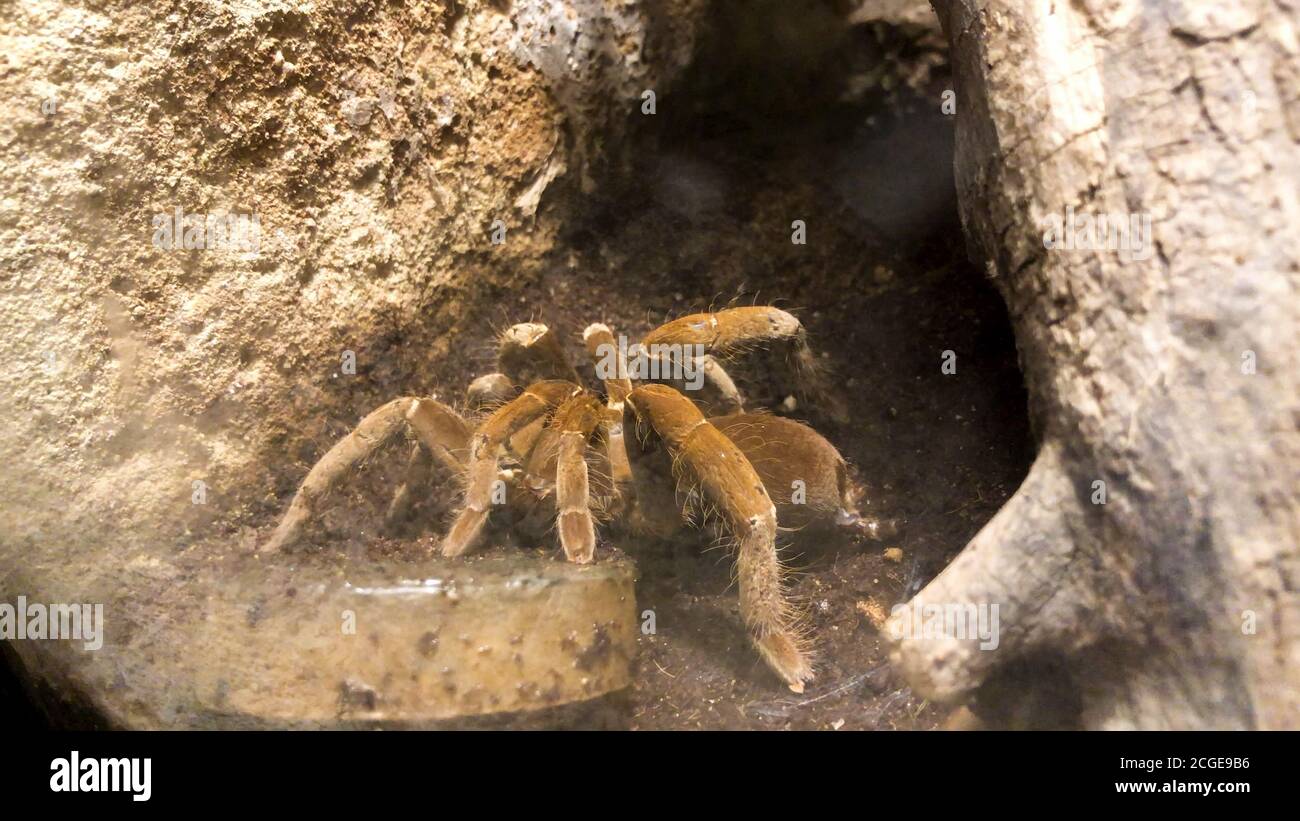 Spider hiding next to small cave Stock Photo - Alamy
