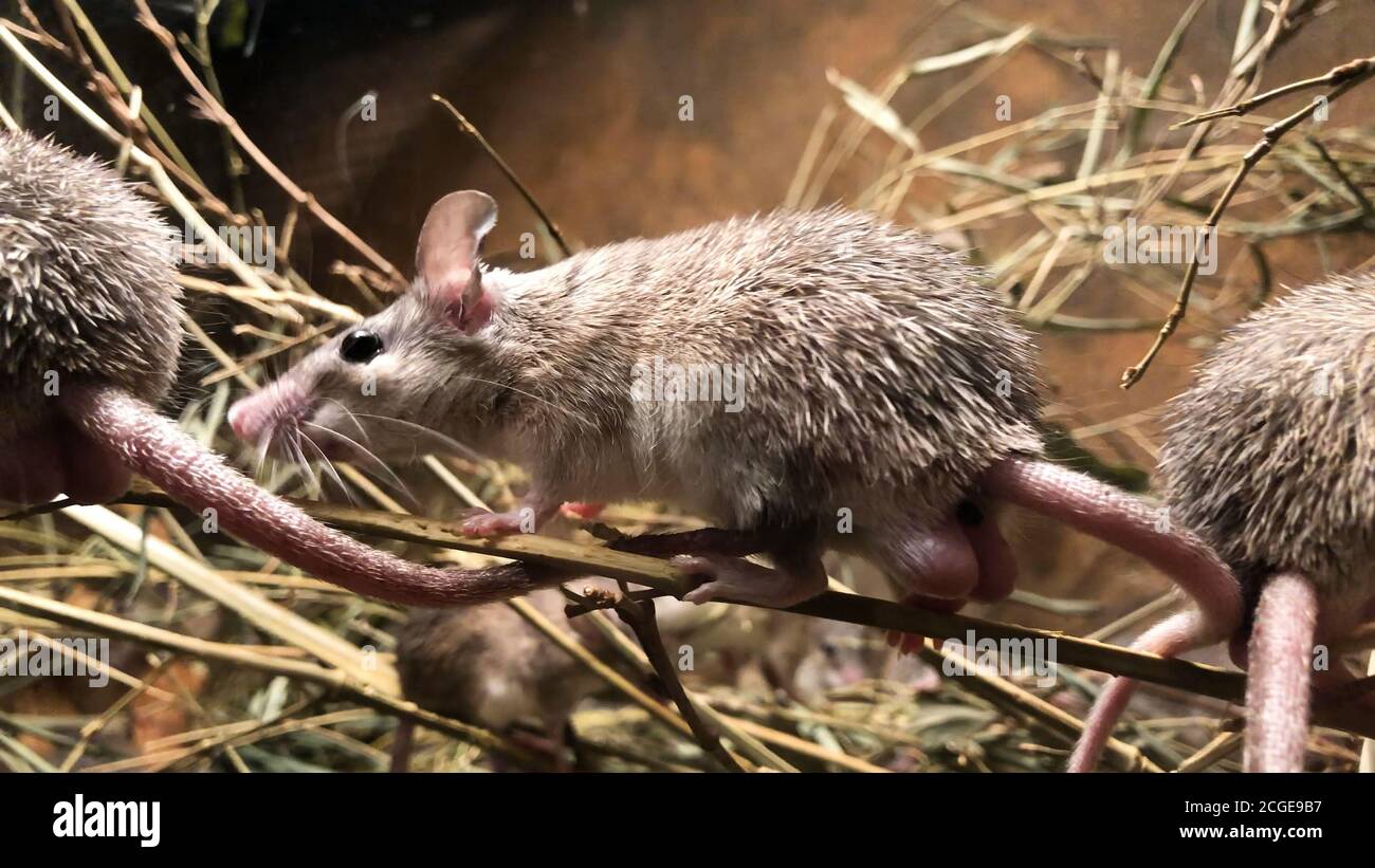 Mouse family in an avairy Stock Photo - Alamy