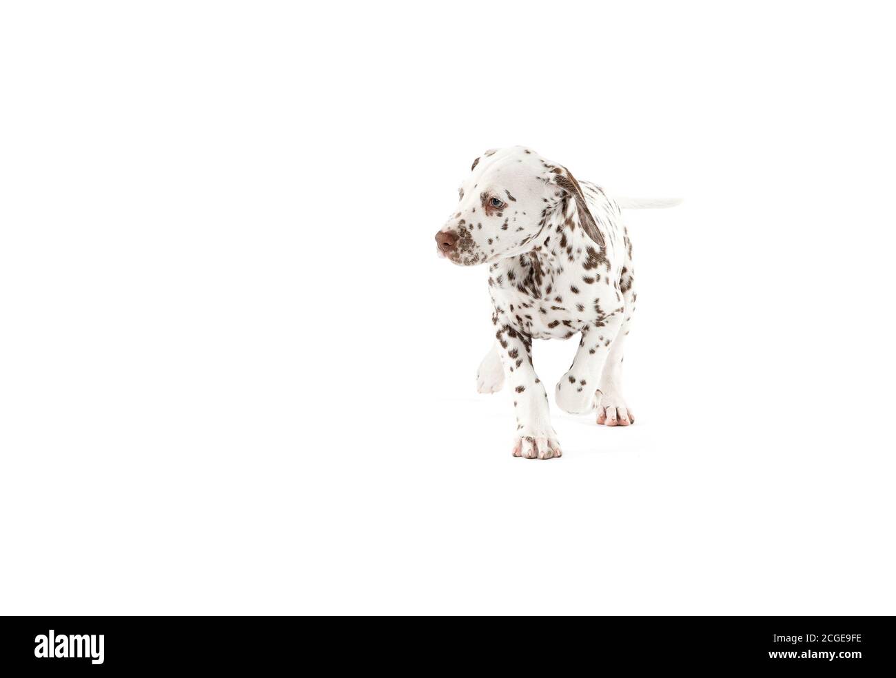 Bølack and white spotted dalmatian dogs isolated on white seamless ...