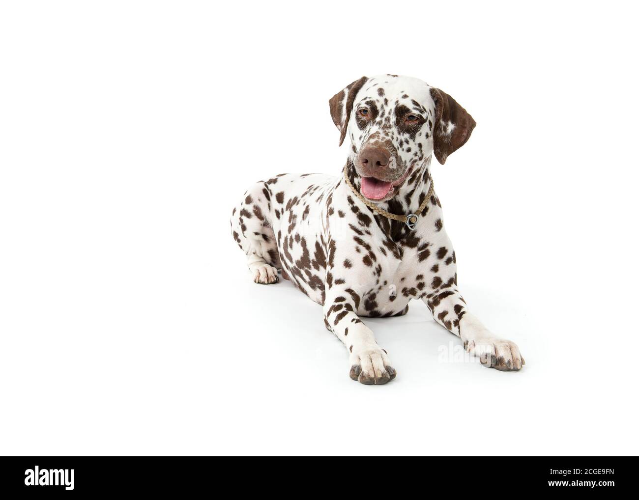 Bølack and white spotted dalmatian dogs isolated on white seamless ...