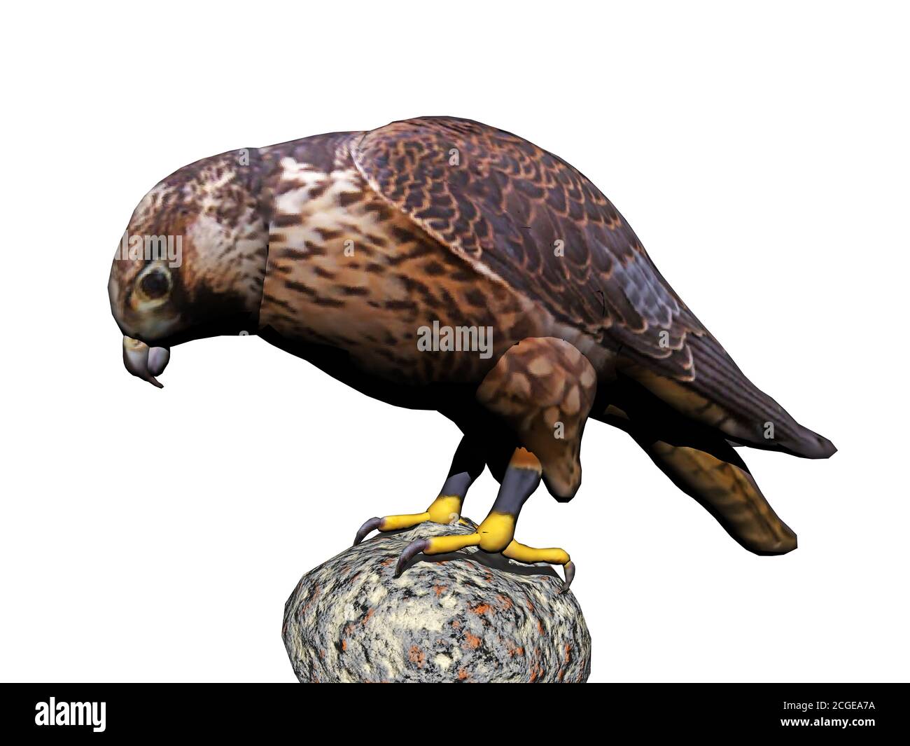 bird of pray Stock Photo - Alamy