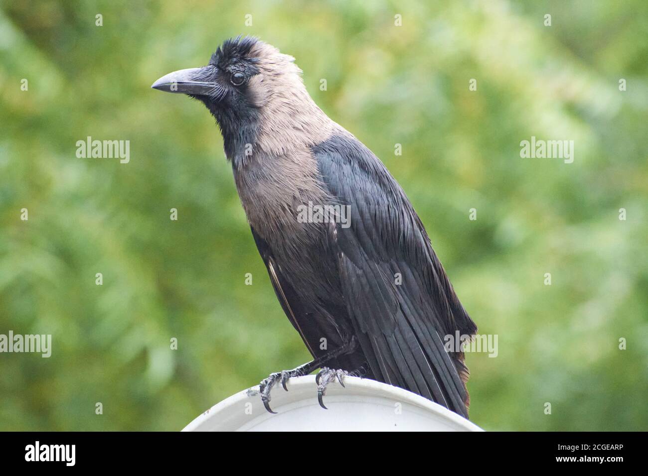 Crows In India