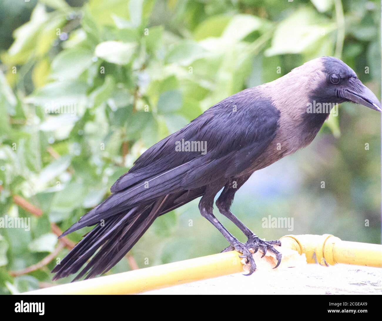 Crow landing on field hi-res stock photography and images - Alamy