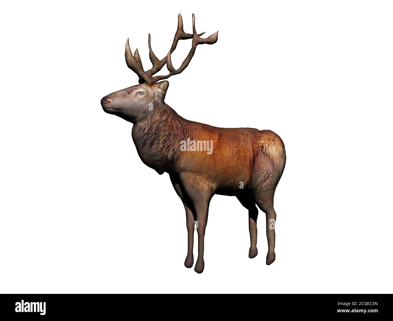 Ruminant in the Forest Stock Photo - Alamy
