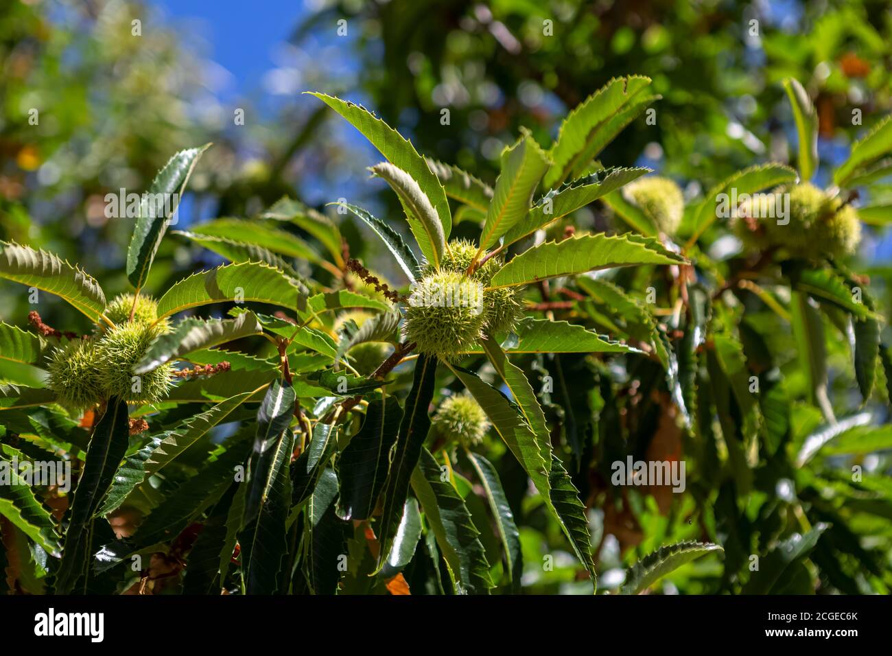 View of chestnut tree with detail of chestnut hedgehogs Stock Photo - Alamy