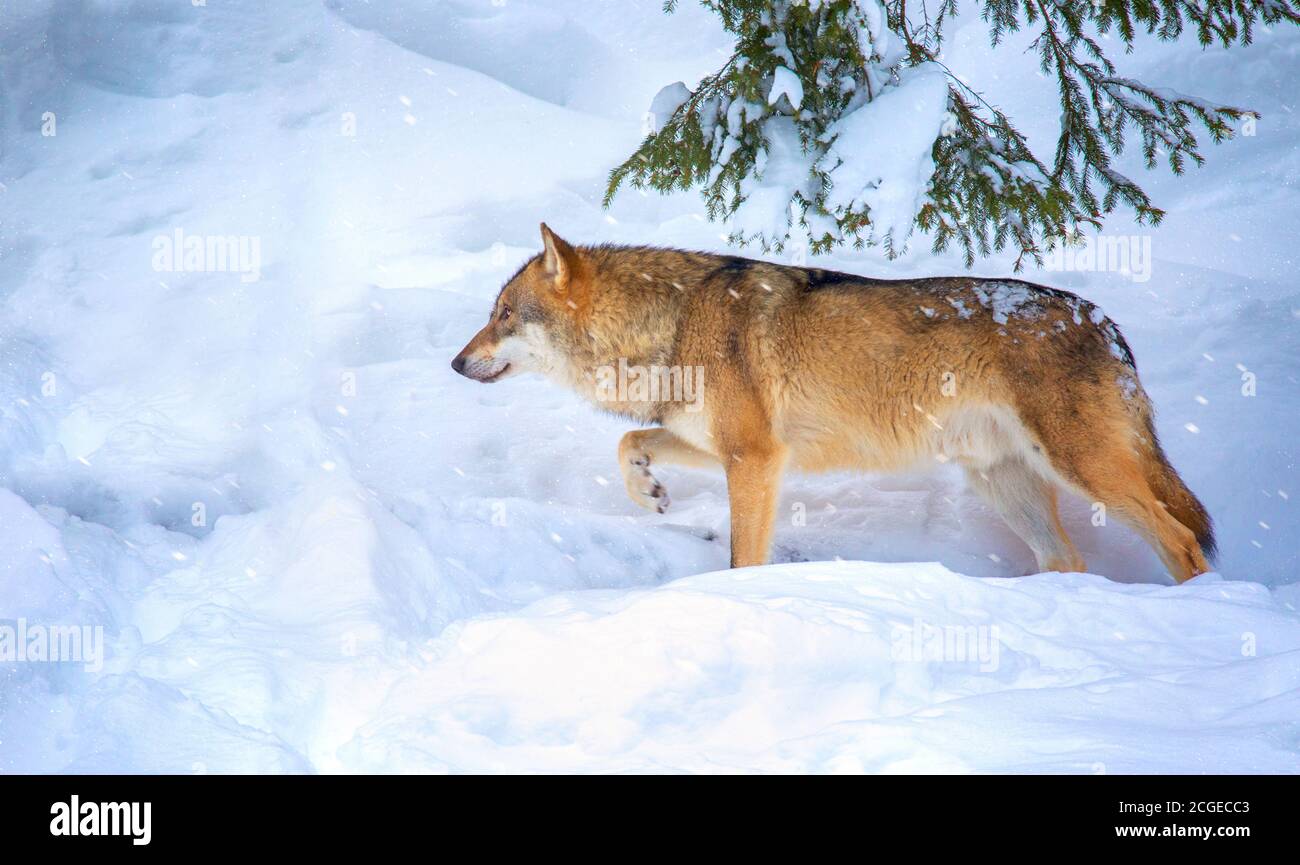 very nice winter landscape with one Wolf, the best photo Stock Photo ...