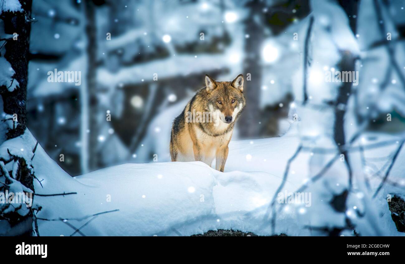 One wolf hi-res stock photography and images - Alamy