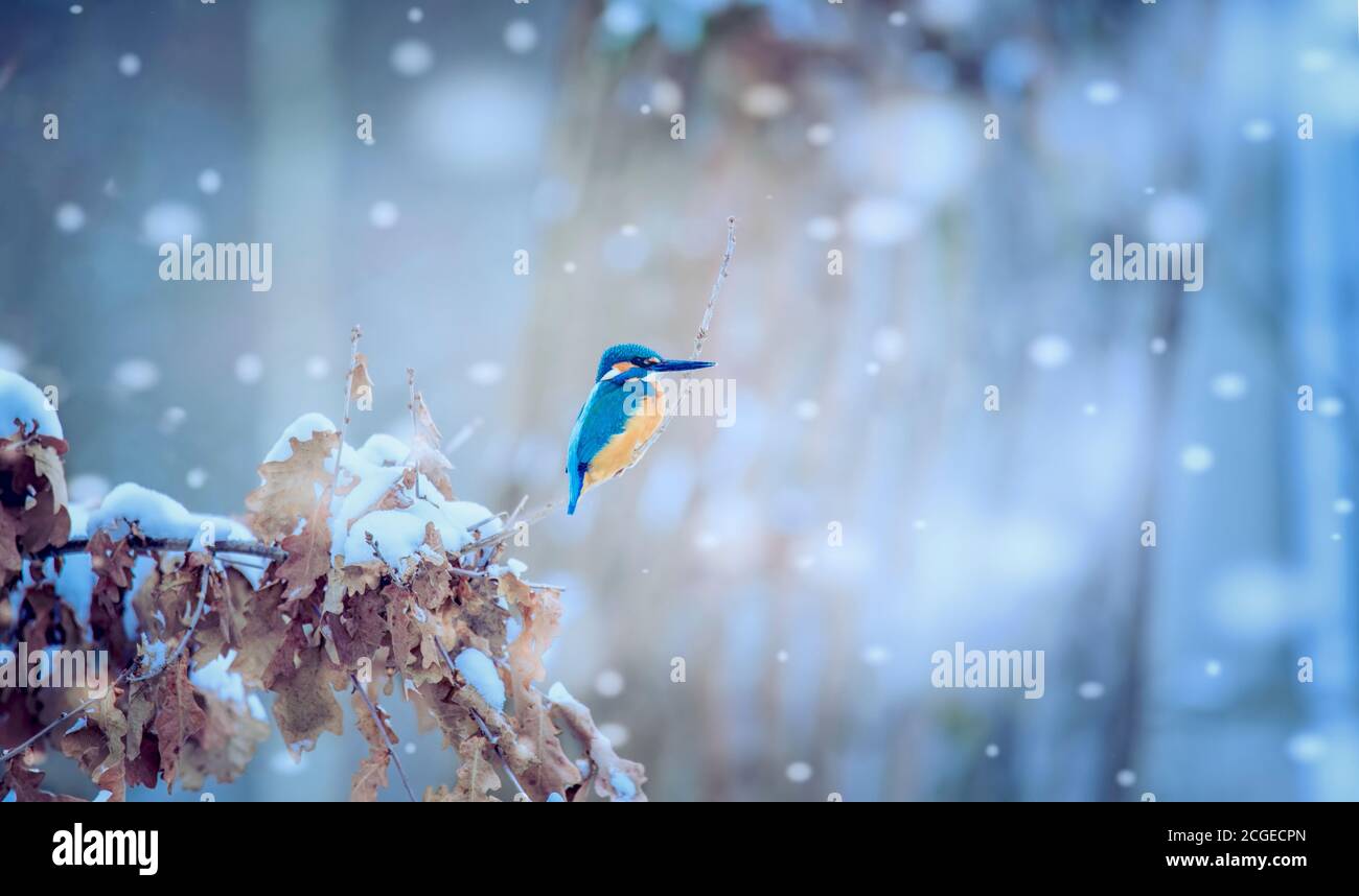 very nice winter landscape with one kingfisher, the best photo Stock ...