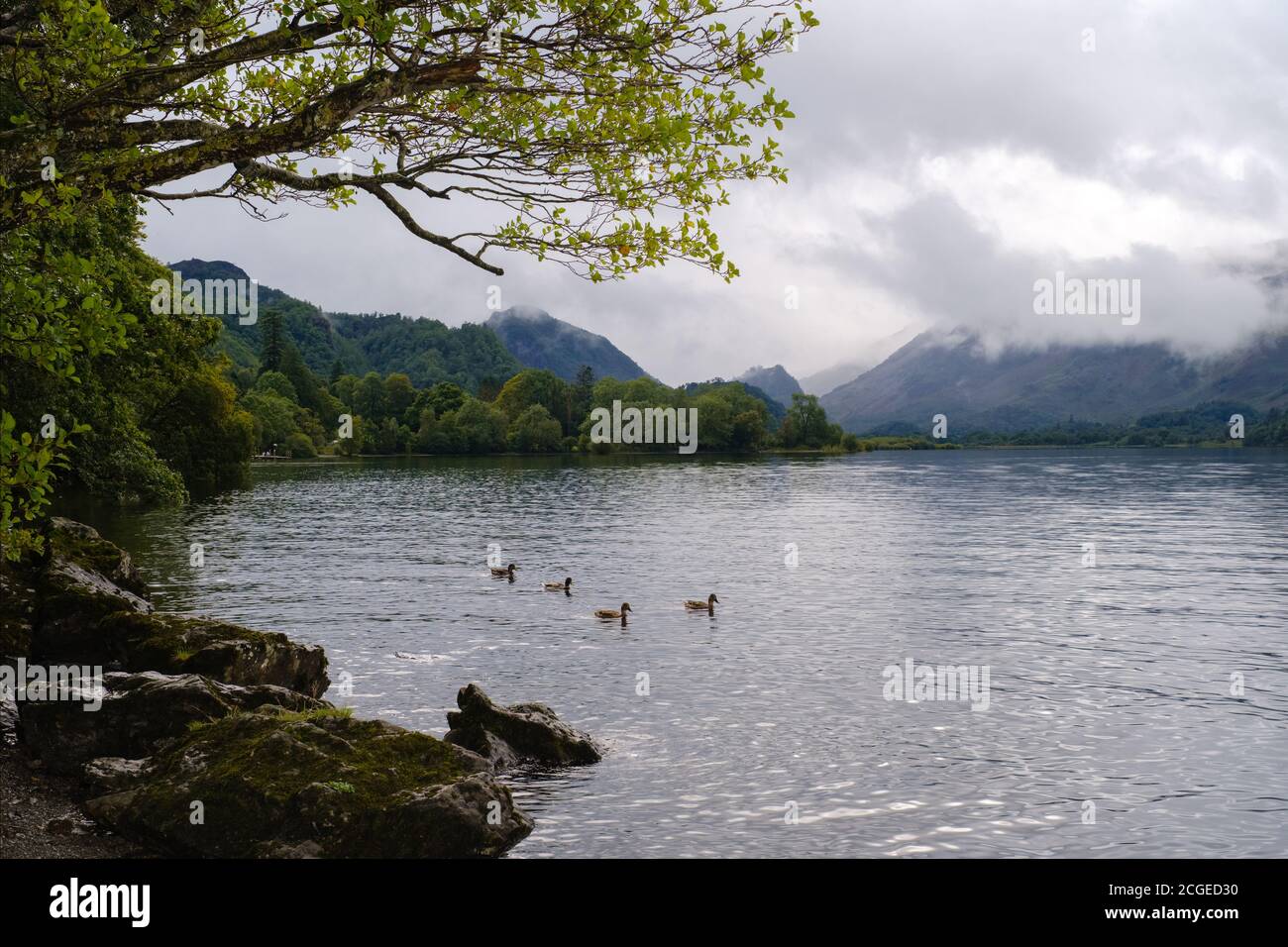 Derwent Water Swimming High Resolution Stock Photography and Images - Alamy