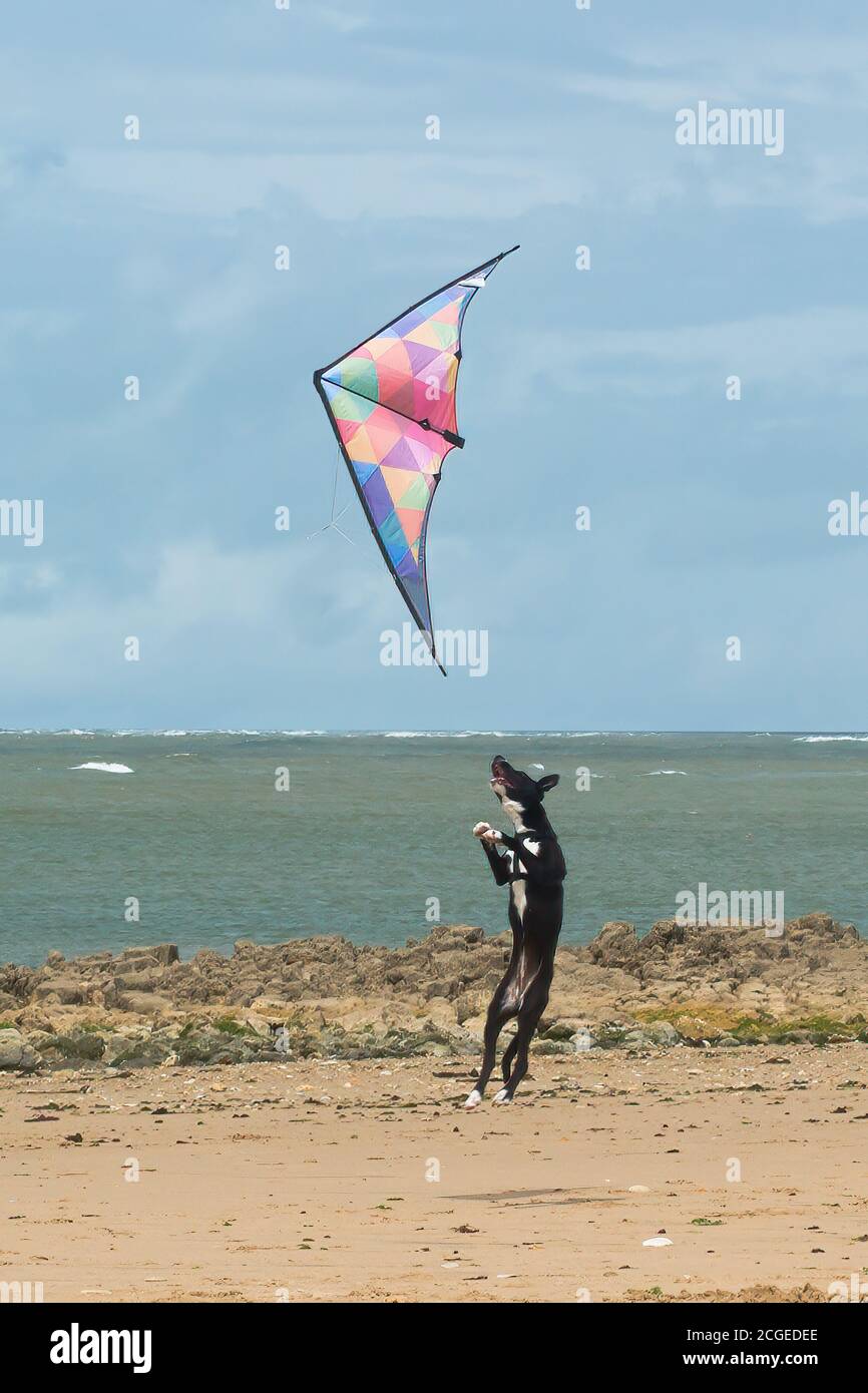 Dog having fun, running and jumping after a kite on a beach Stock Photo ...