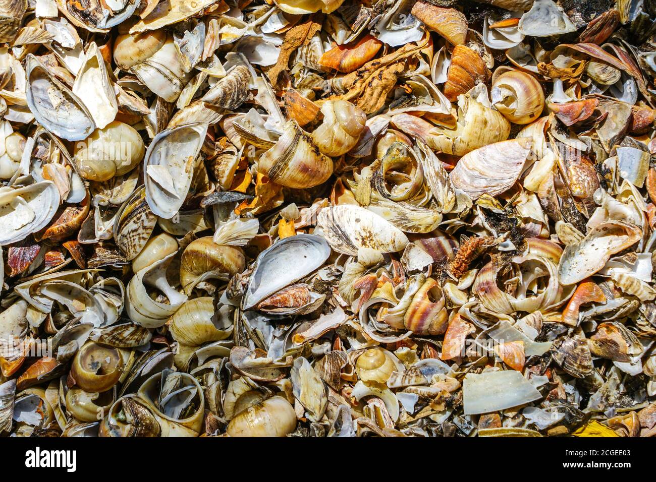 The seashore on a sunny day, covered with a thick layer of broken ...