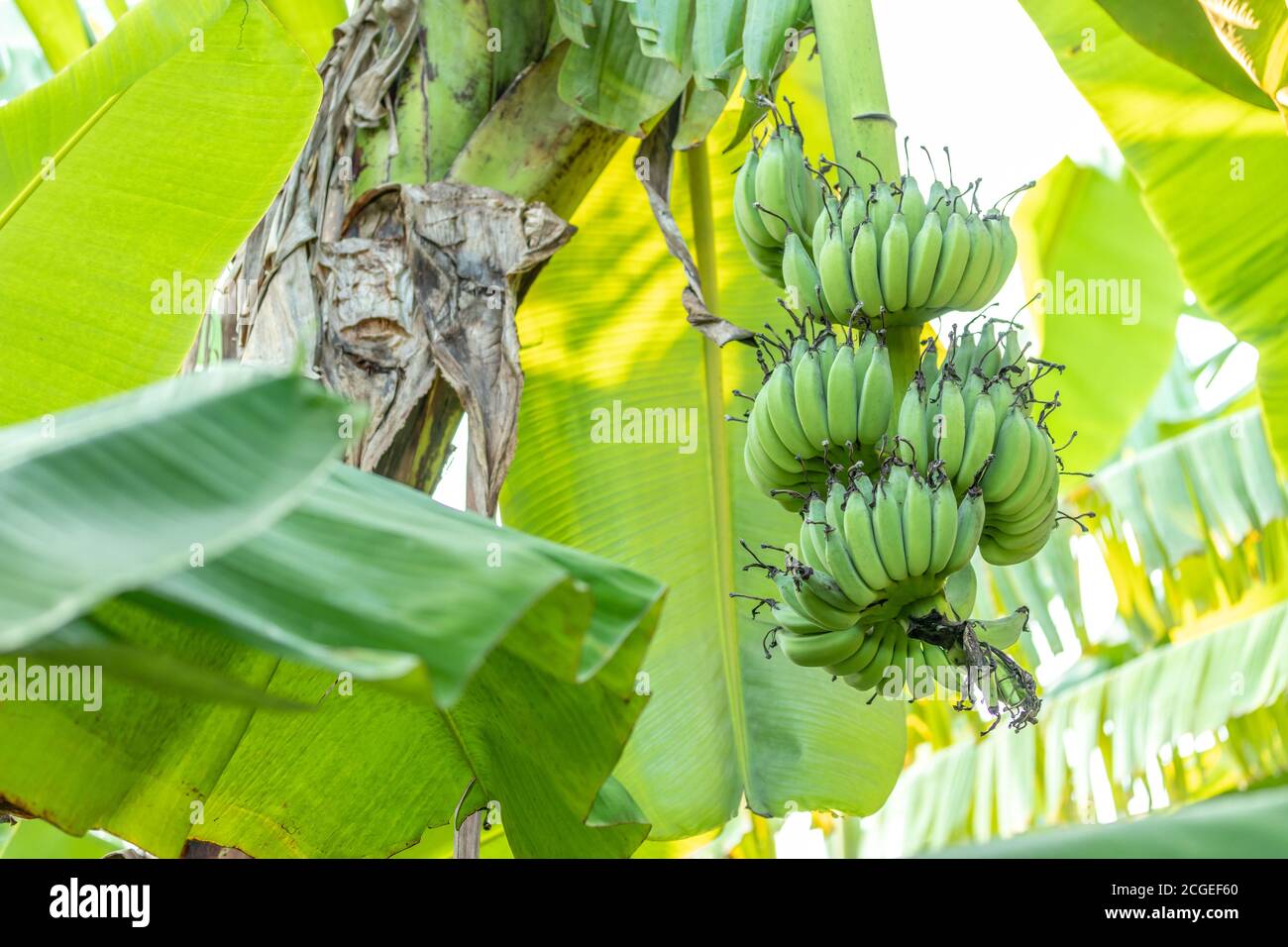 Banana tree leaves stem fruits hi-res stock photography and images - Alamy