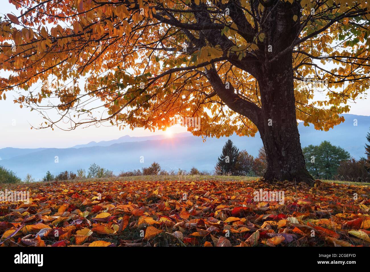 Wallpaper fall tree hi-res stock photography and images - Alamy
