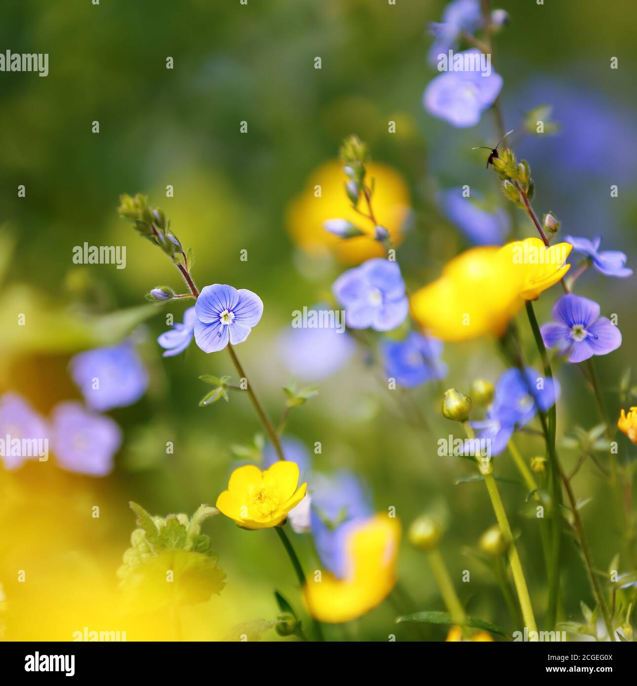 Early Spring Flowers Wallpaper Early Spring Images – Browse 466,874