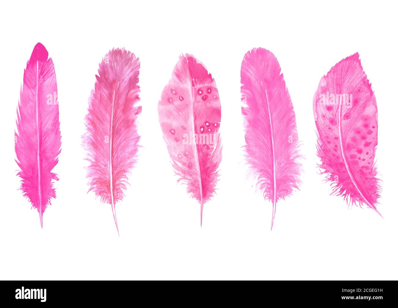 Watercolor pink feathers set isolated on white. Hand drawn watercolour ...