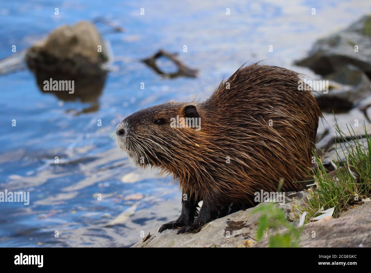 The Coypu (Myocastor Coypus) also know as Nutria is a Large ...