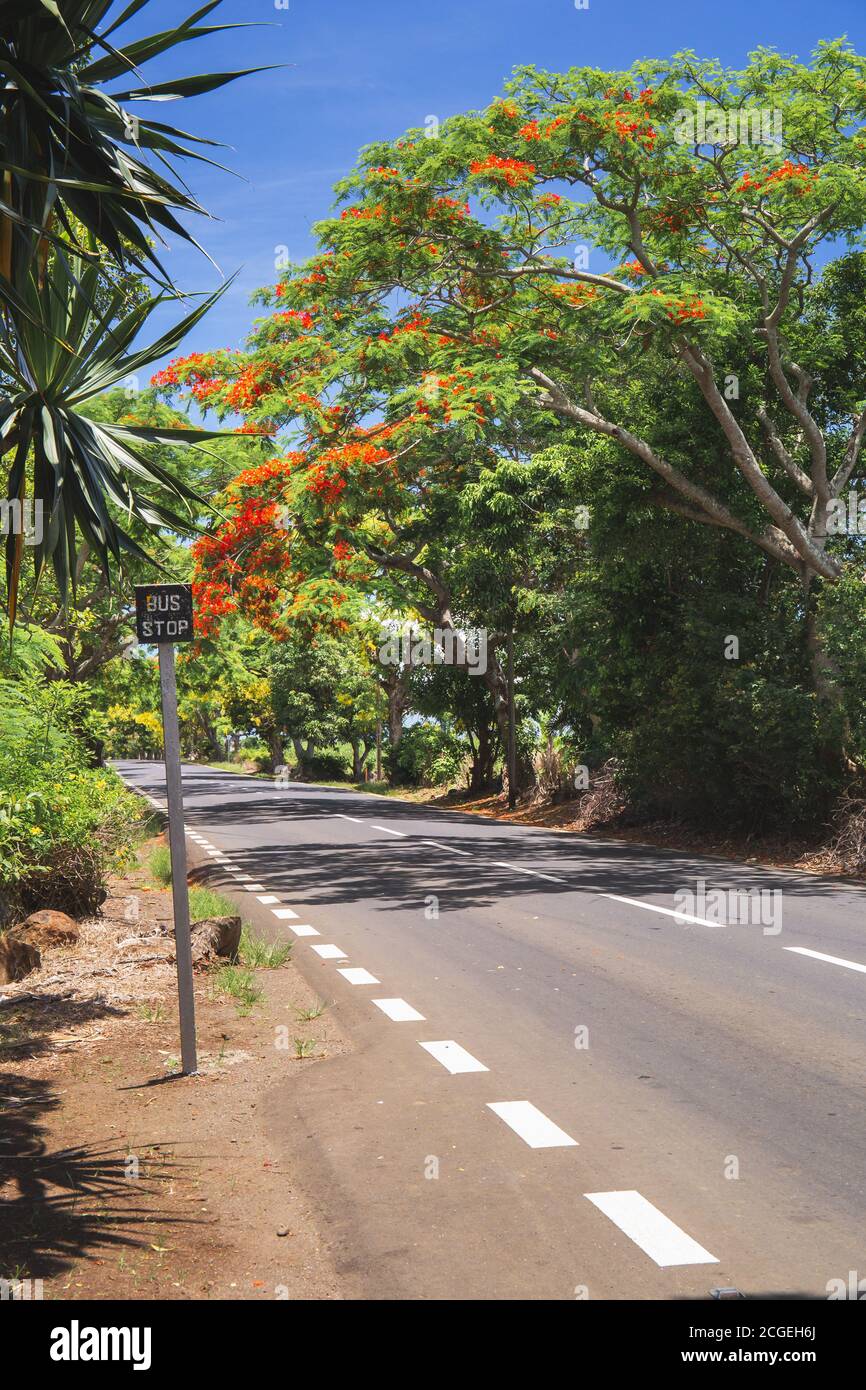 Mauritius road with beautiful exotic tree with red flowers Flamboyant ...