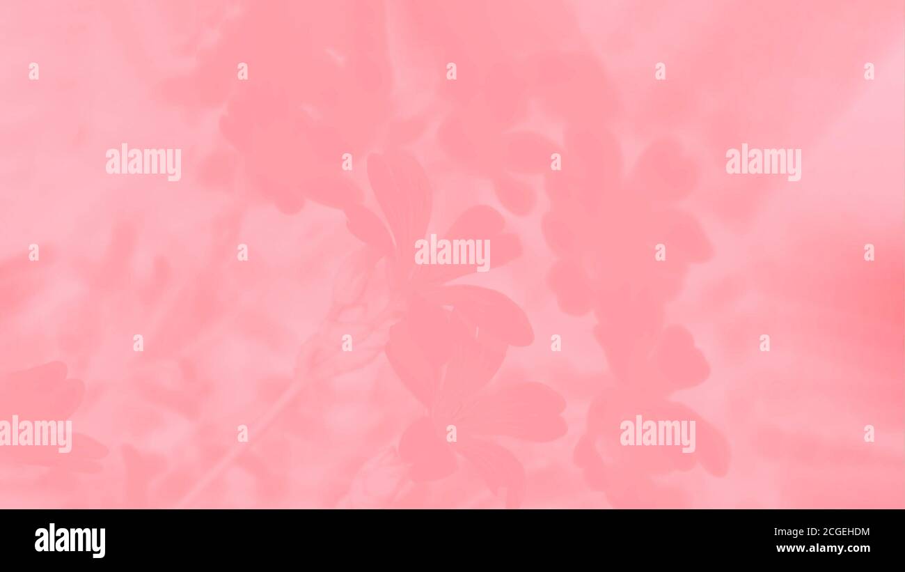Pink coral color background with flowers pattern, panorama Stock Photo ...