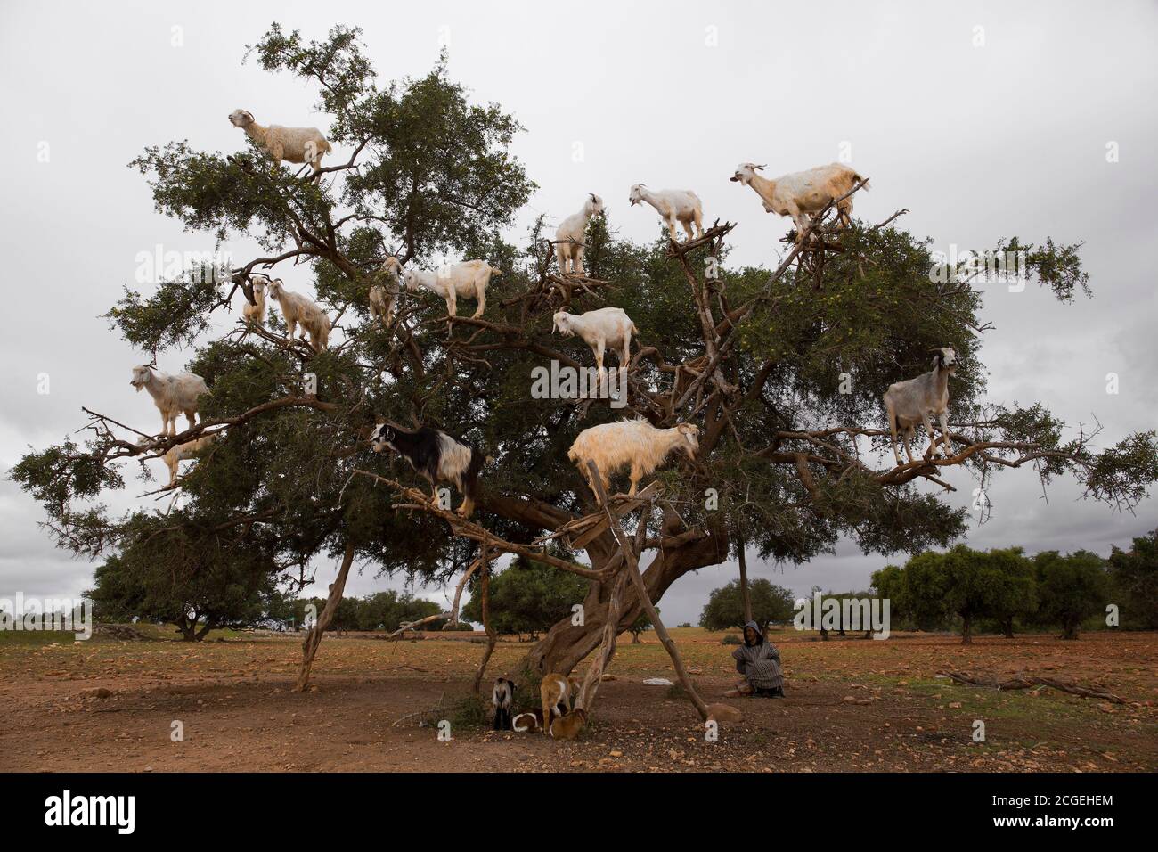 Goats perched in argan tree hi-res stock photography and images - Alamy
