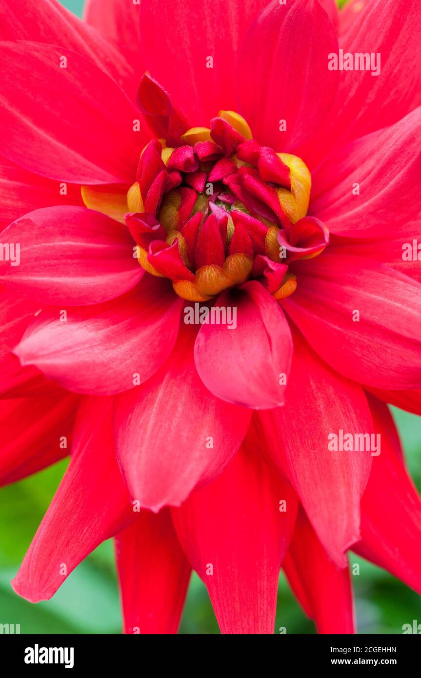 A semi cactus dahlia Red Pygmy in close up. A tuberous plant that is a ...