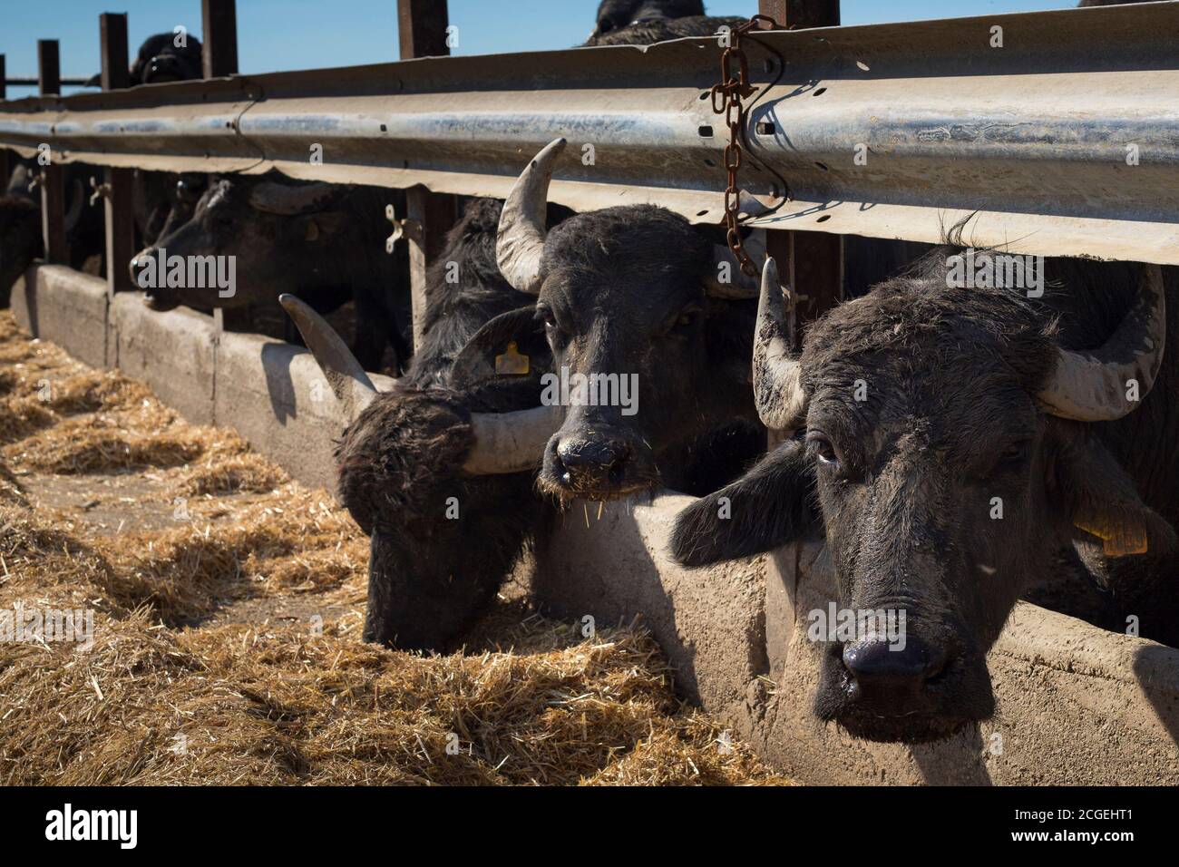 3 adult Italian mediterranean buffaloes looking at camera in cow shed ...