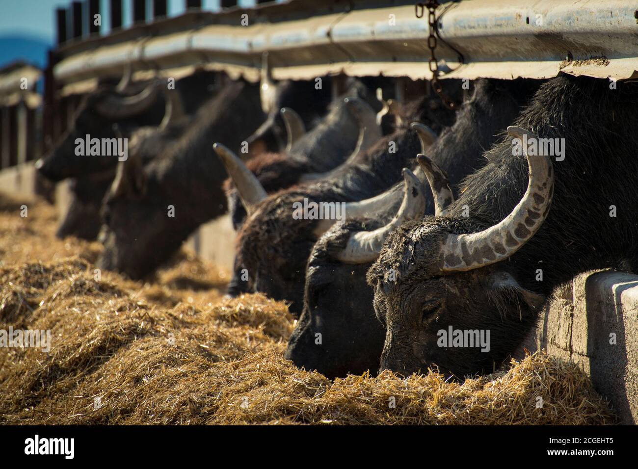 Buffaloes eating hay. Italian mediterranean buffalo livestock. Side ...