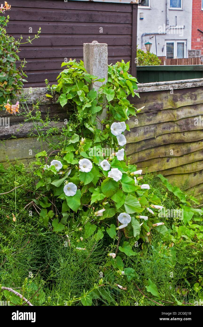 Greater Bindweed Convolvulus silvatica growing wild up a garden fence ...