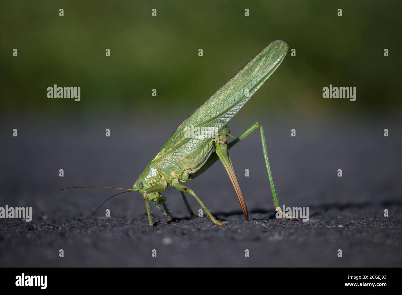 Egg laying cricket hi-res stock photography and images - Alamy