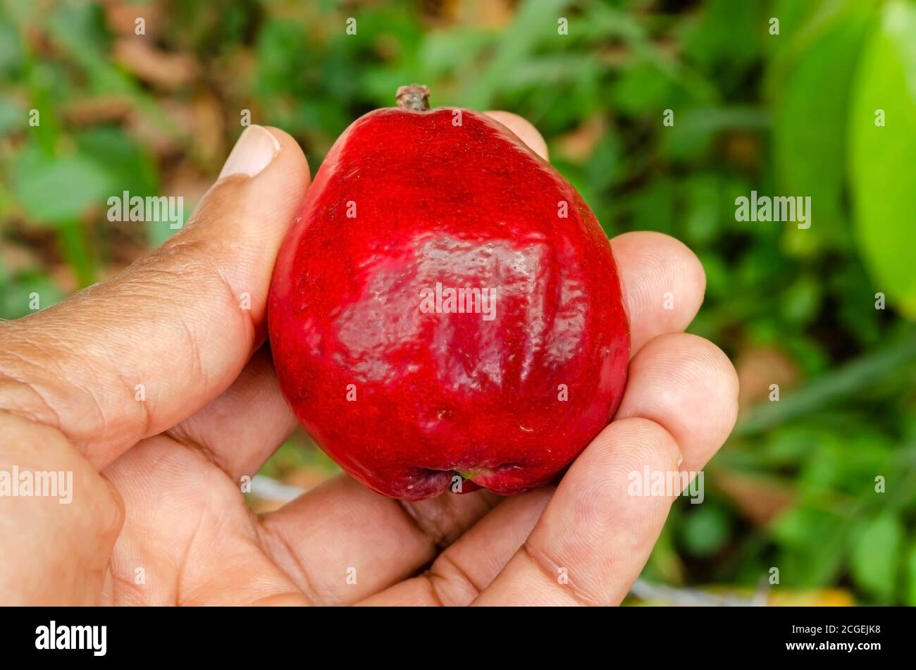 Otaheite apple hi-res stock photography and images - Alamy
