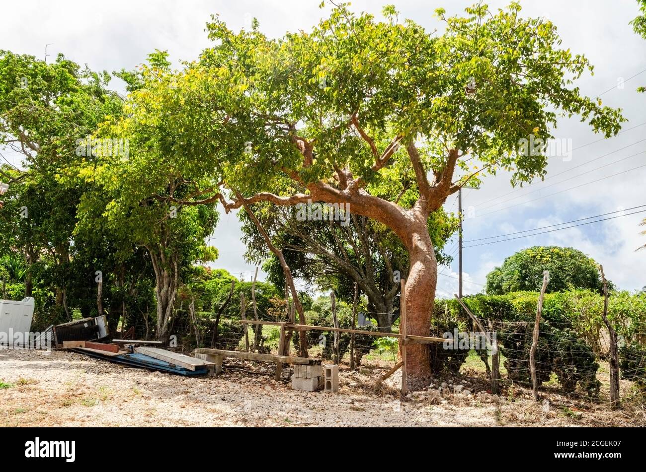 Gumbo limbo tree hi-res stock photography and images - Alamy