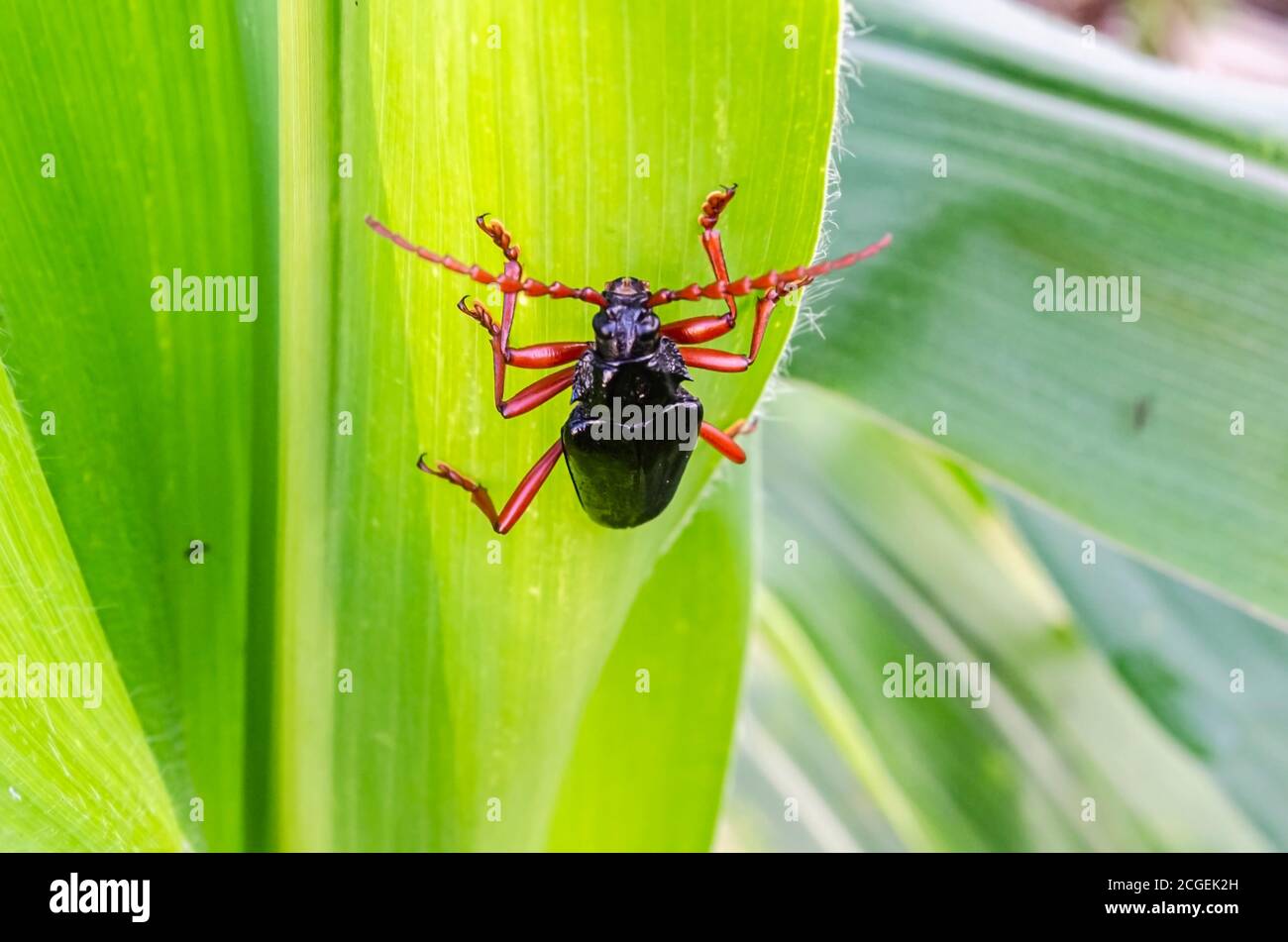A black longhorned beetle with red feet is on the abaxial side of a ...