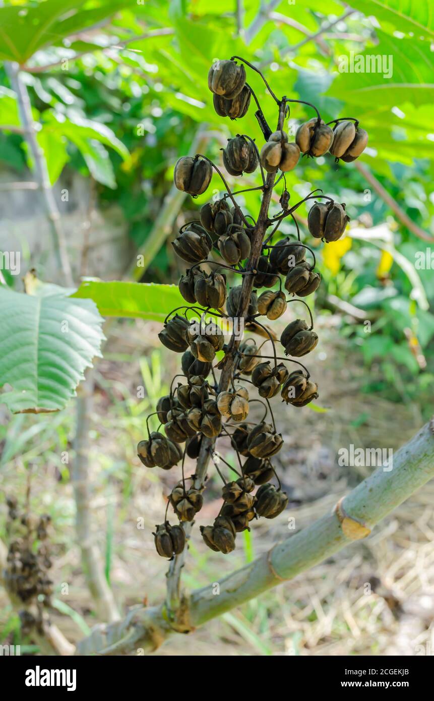 Oil and nuts hi-res stock photography and images - Alamy