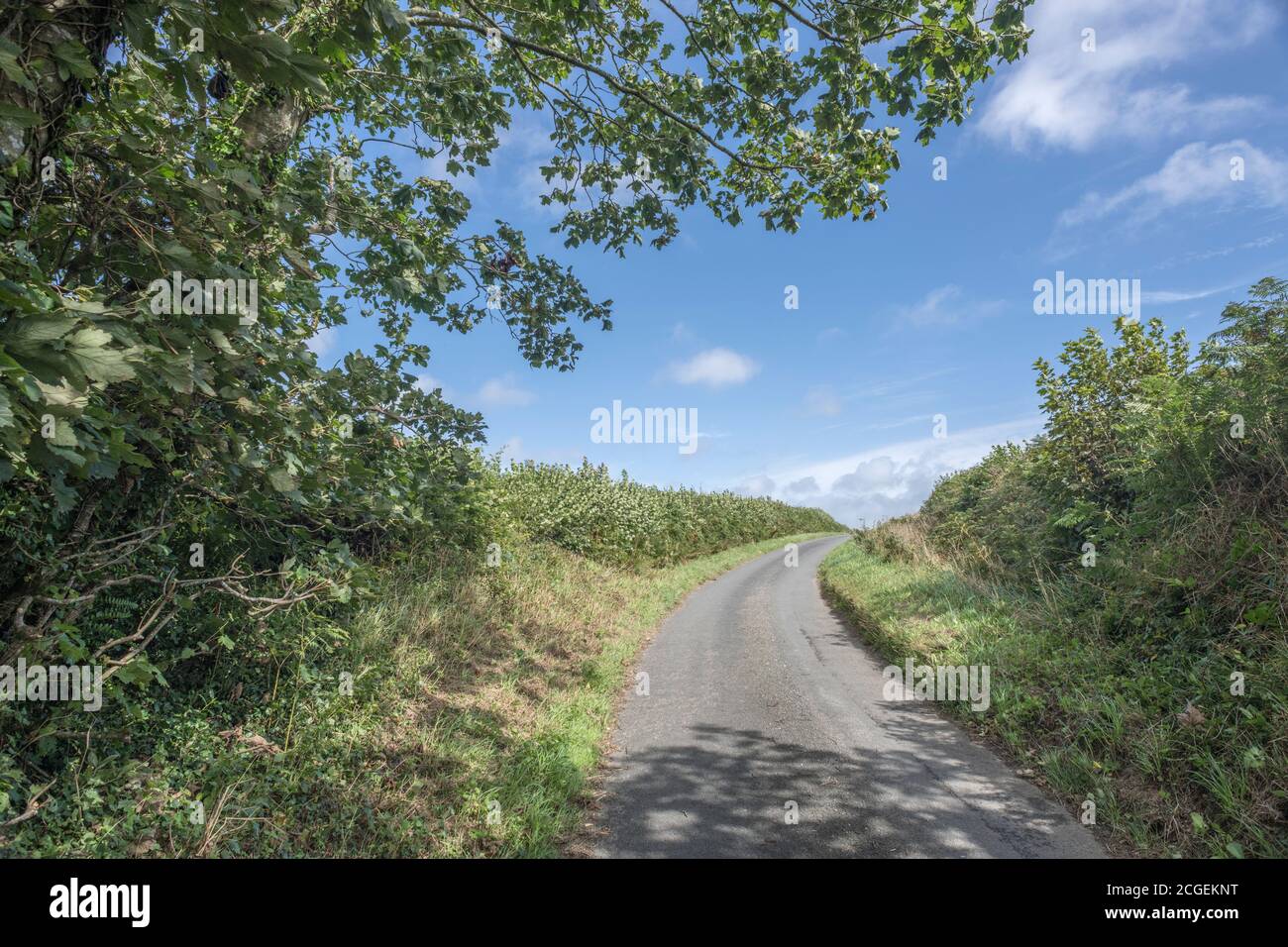 Sunny Cornish rural road vanishing into the distance. Metaphor what ...