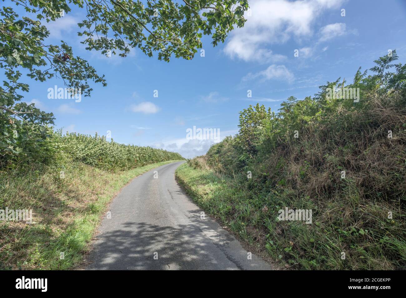 Sunny Cornish rural road vanishing into the distance. Metaphor what ...