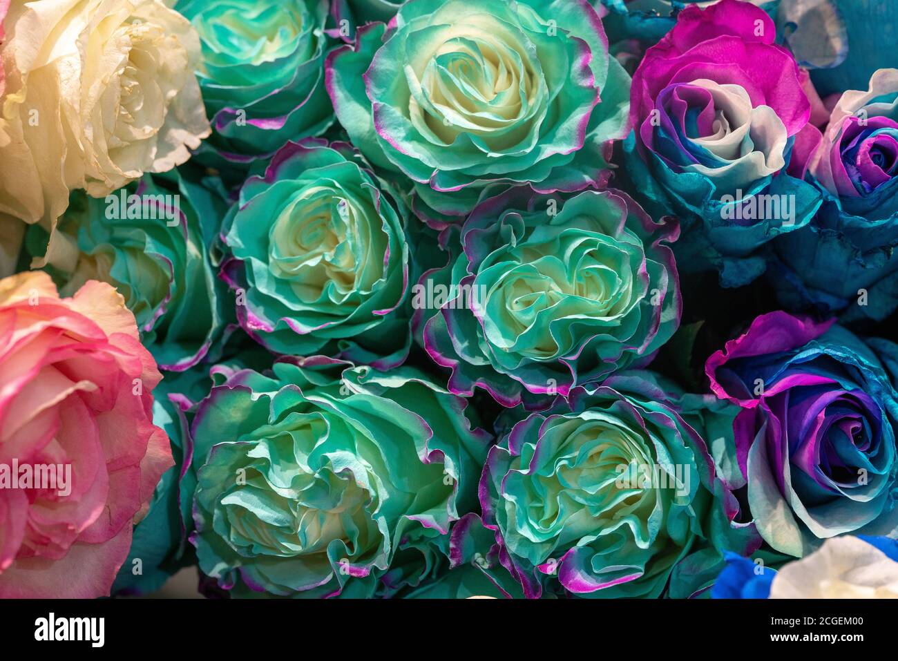 Amazing light green roses with thin pink edges as a wonderful ...