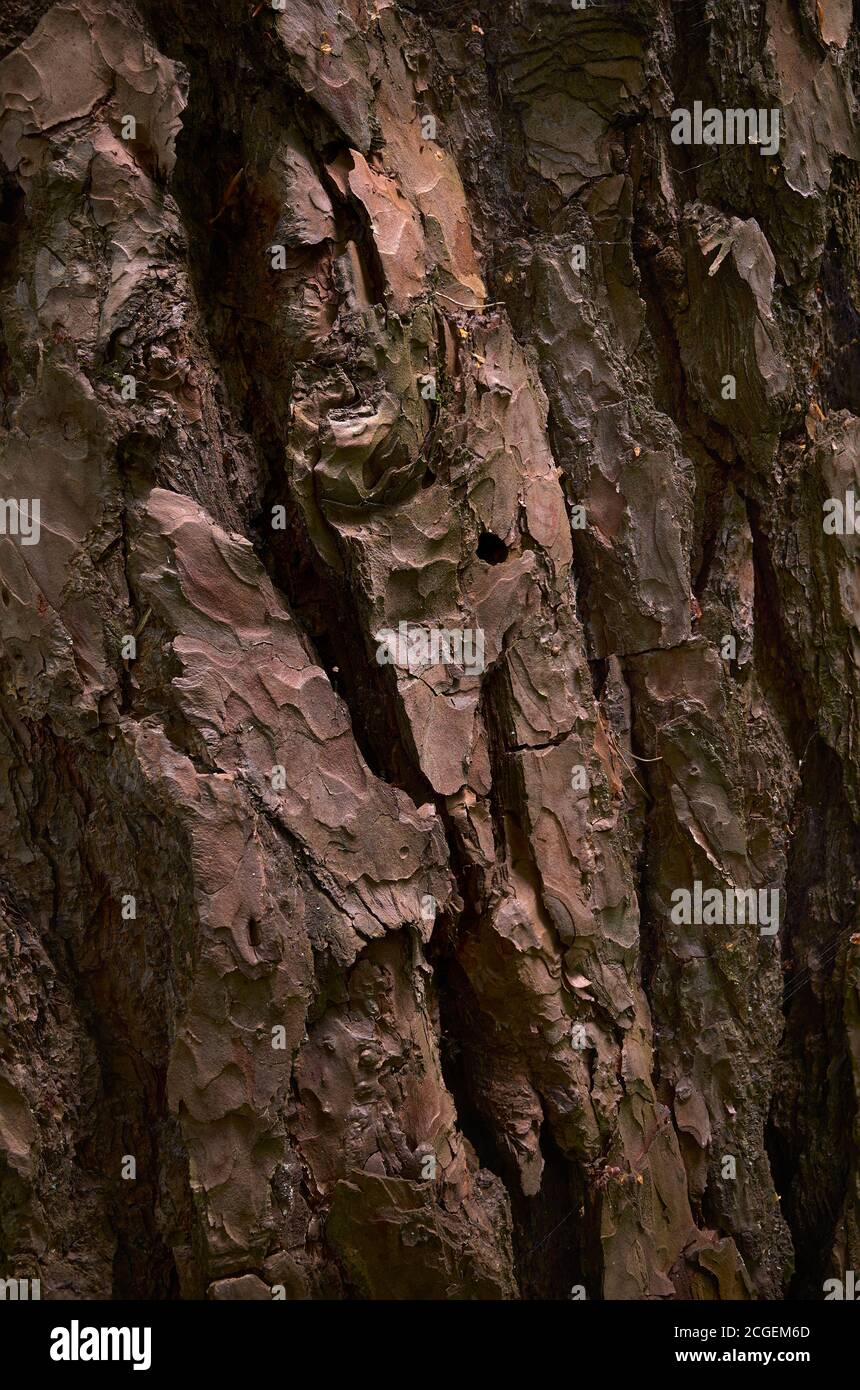 Bark evergreen conifer hi-res stock photography and images - Alamy