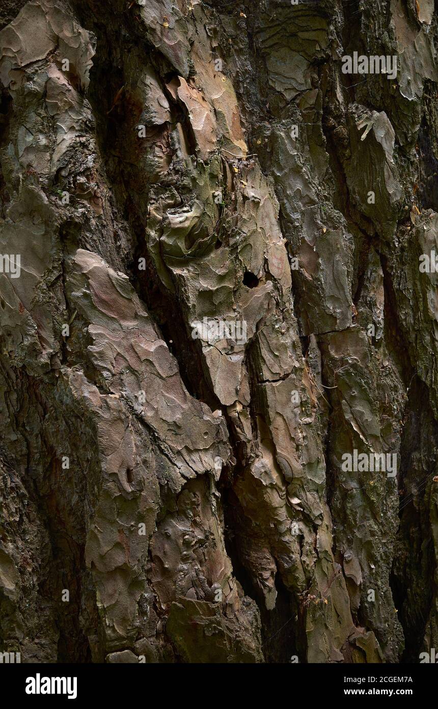 A textured surface of pine trunk. Red cooper skin of aged evergreen ...