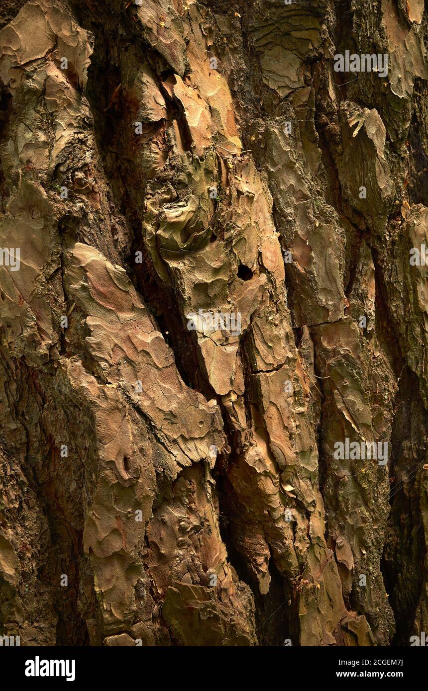 Bumpy pine bark. A textured surface of aged corrugated pine tree trunk ...