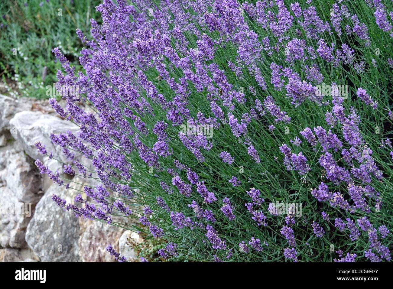 Garden stone wall plants hi-res stock photography and images - Alamy