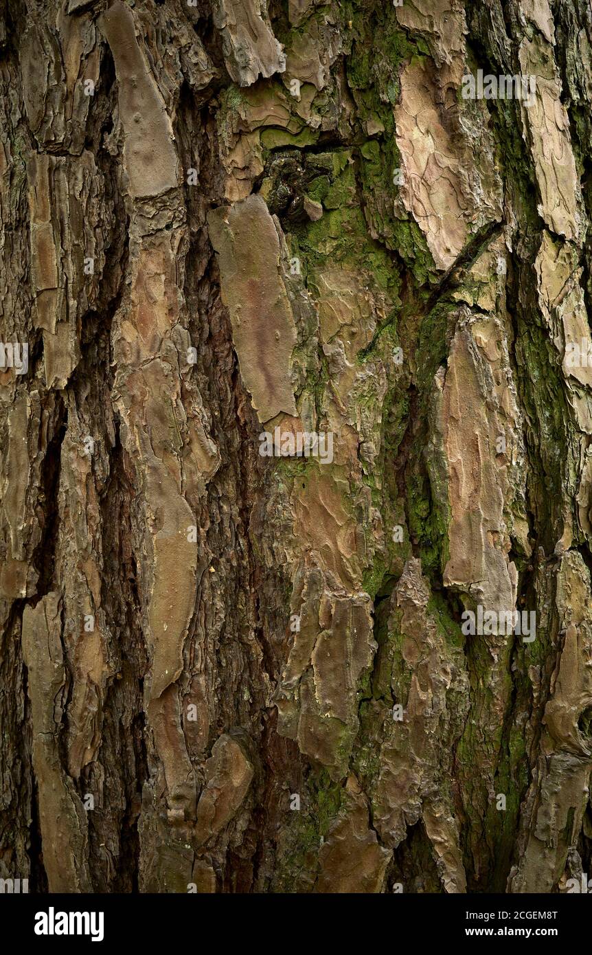 Green-gray, brownish pine rind. Relief bark of old pine tree. Closeup ...