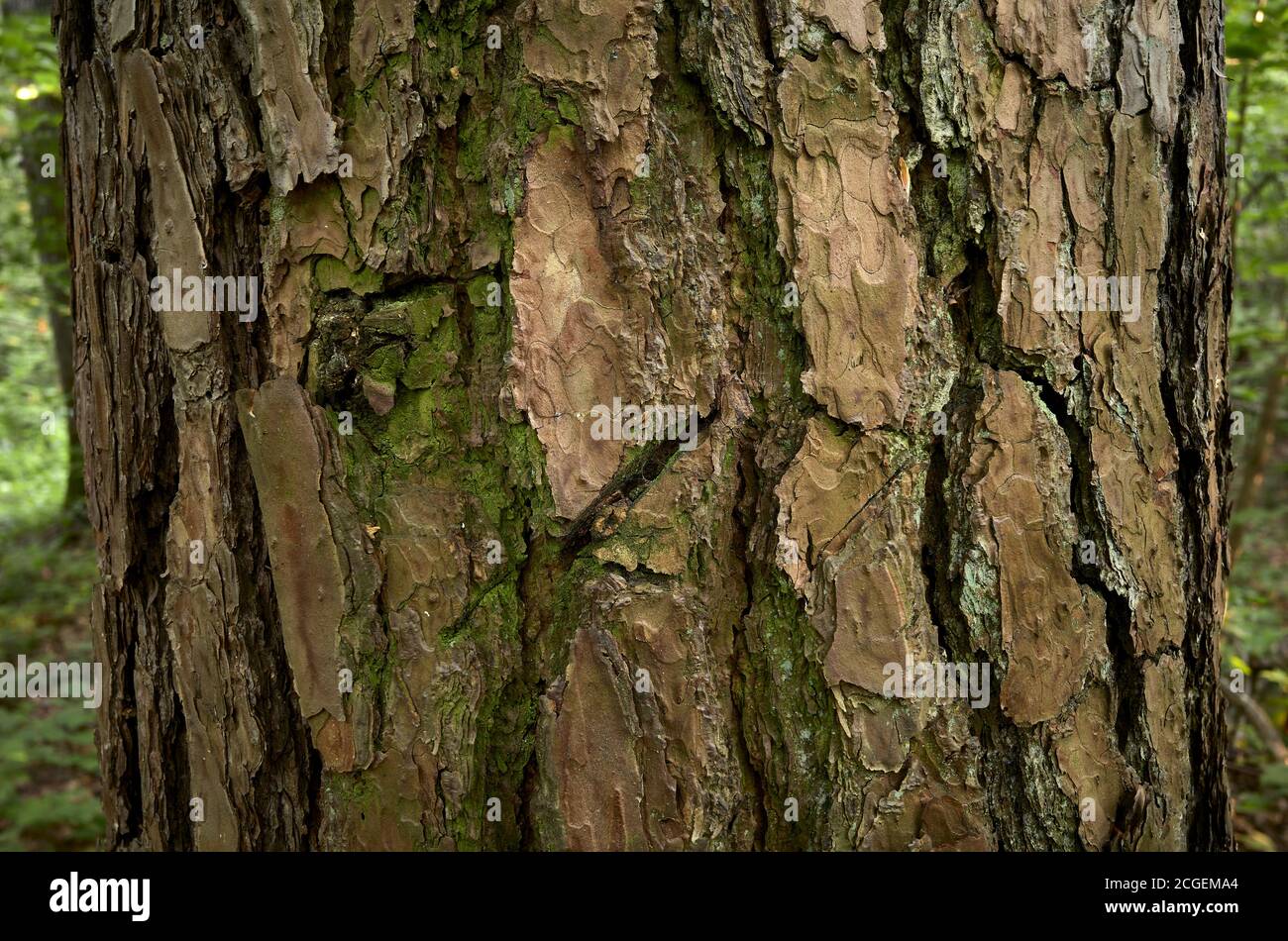 Ragged, textured bark of pine tree. Relief bark of old pine - Pinus ...