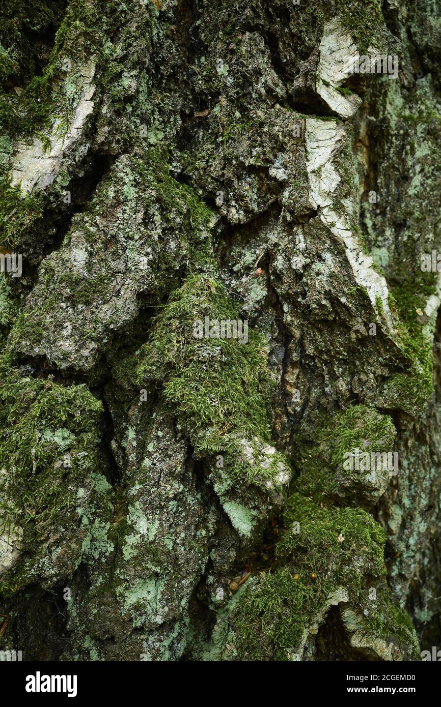 Textured birch tree bark. Closeup vertical photo. Birch trees belong to ...