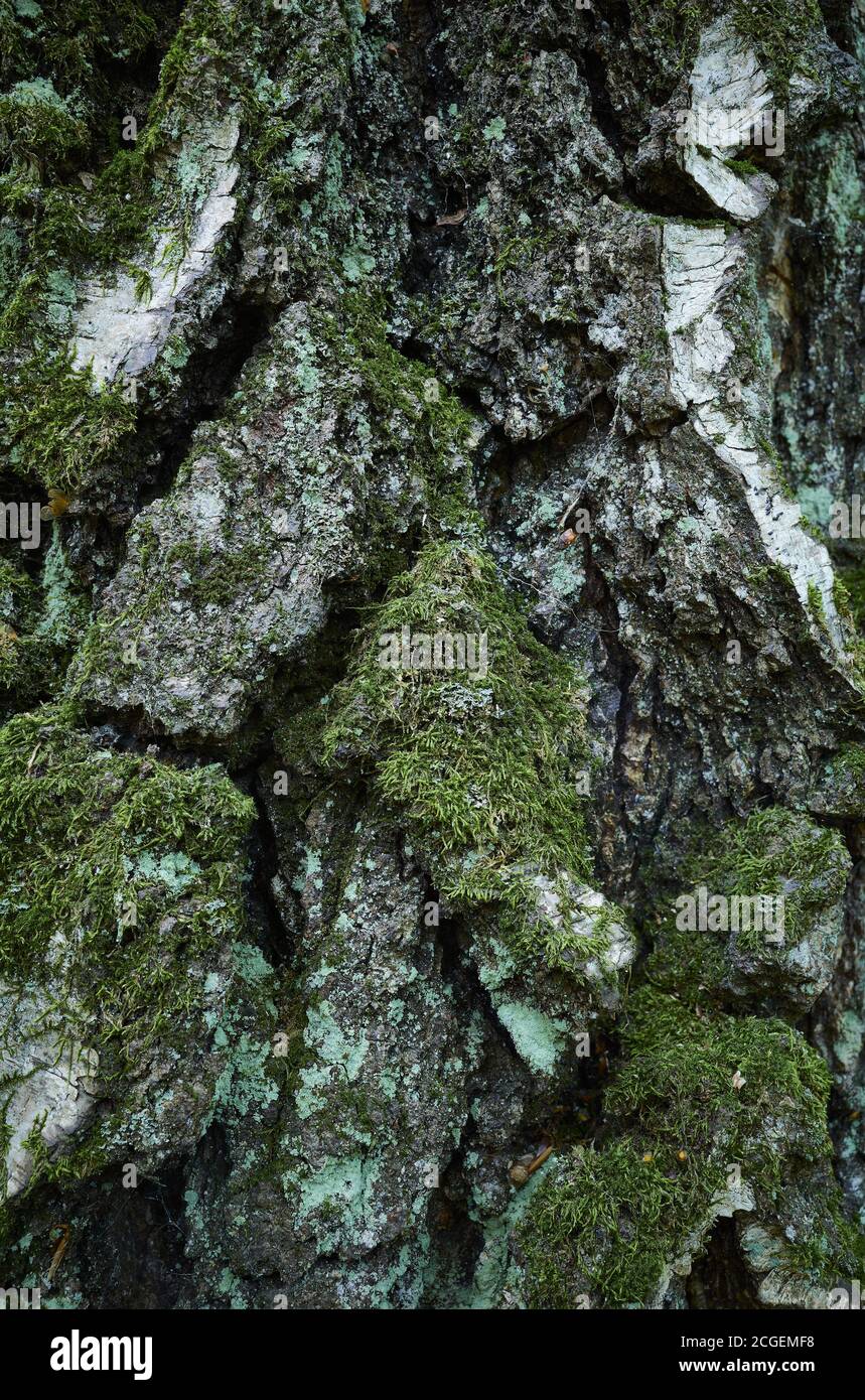 Birch family betulaceae hi-res stock photography and images - Alamy