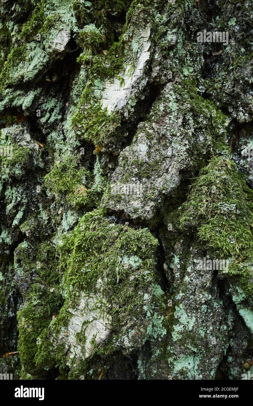 Relief bark of old birch tree, lined with bizarre furrows. Grained rind ...