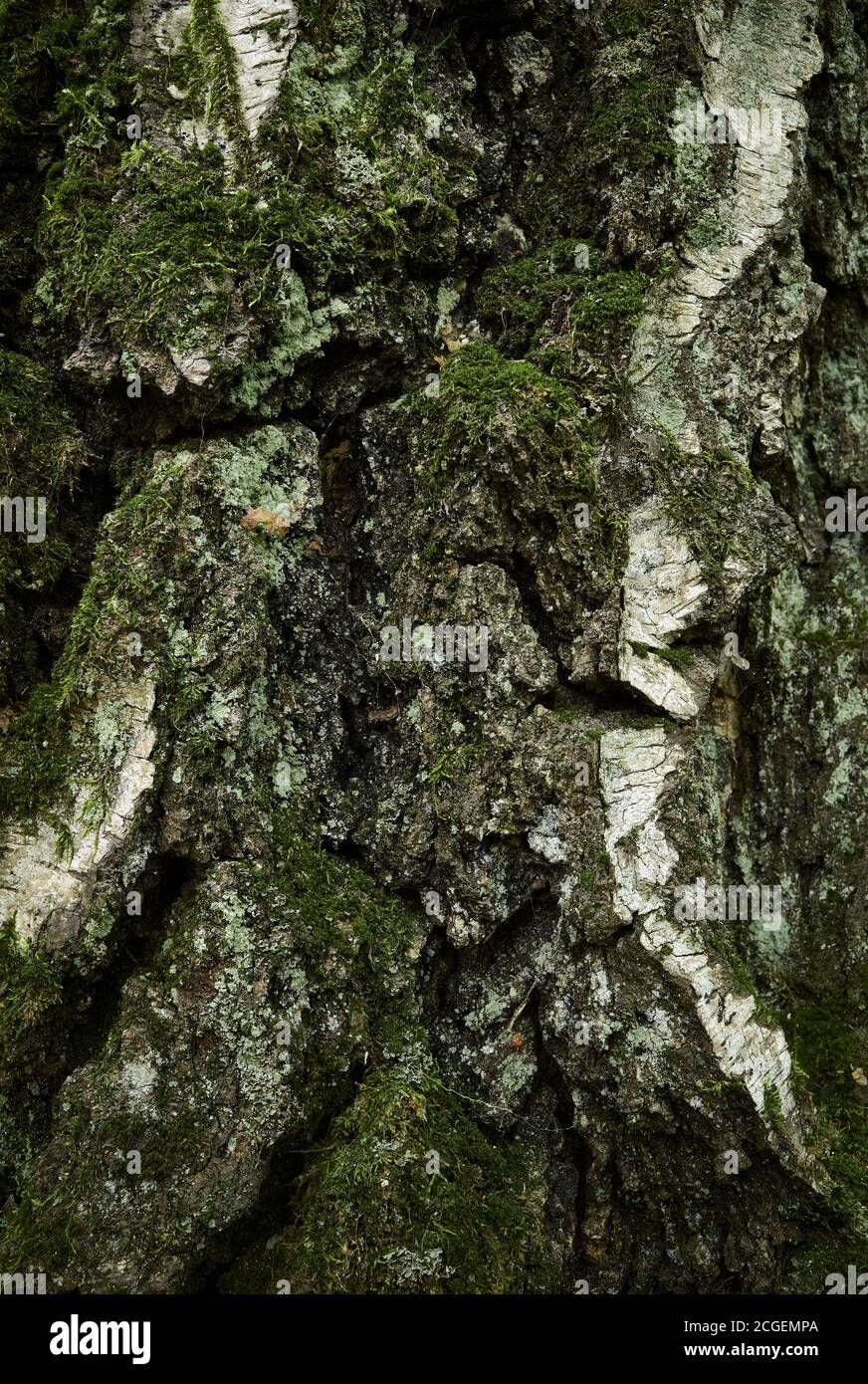 Birch bark pattern. Dark green-gray textured skin of aged birch ...