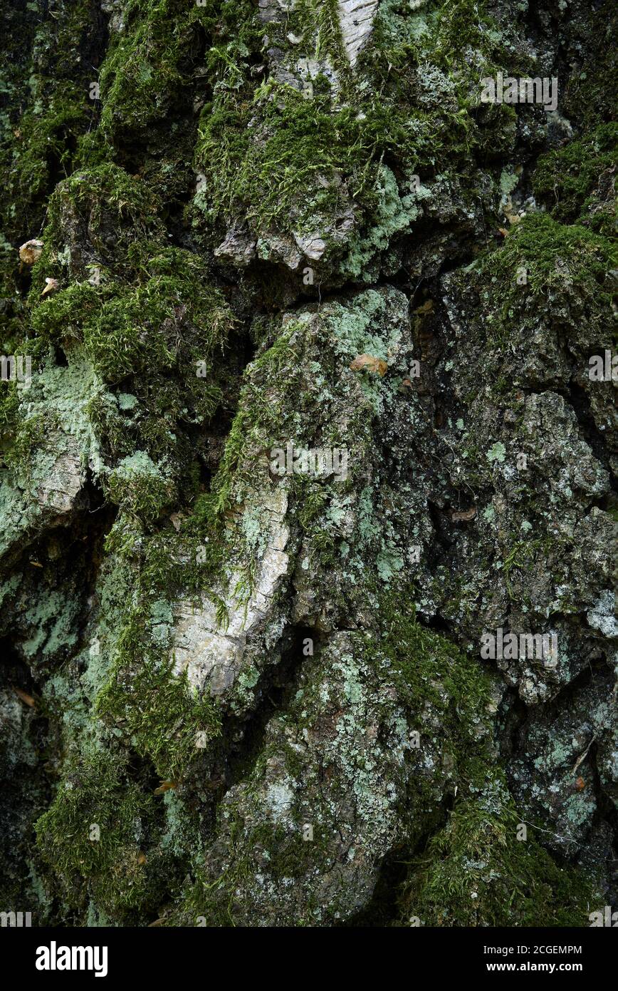 Cracks in the tree hi-res stock photography and images - Alamy