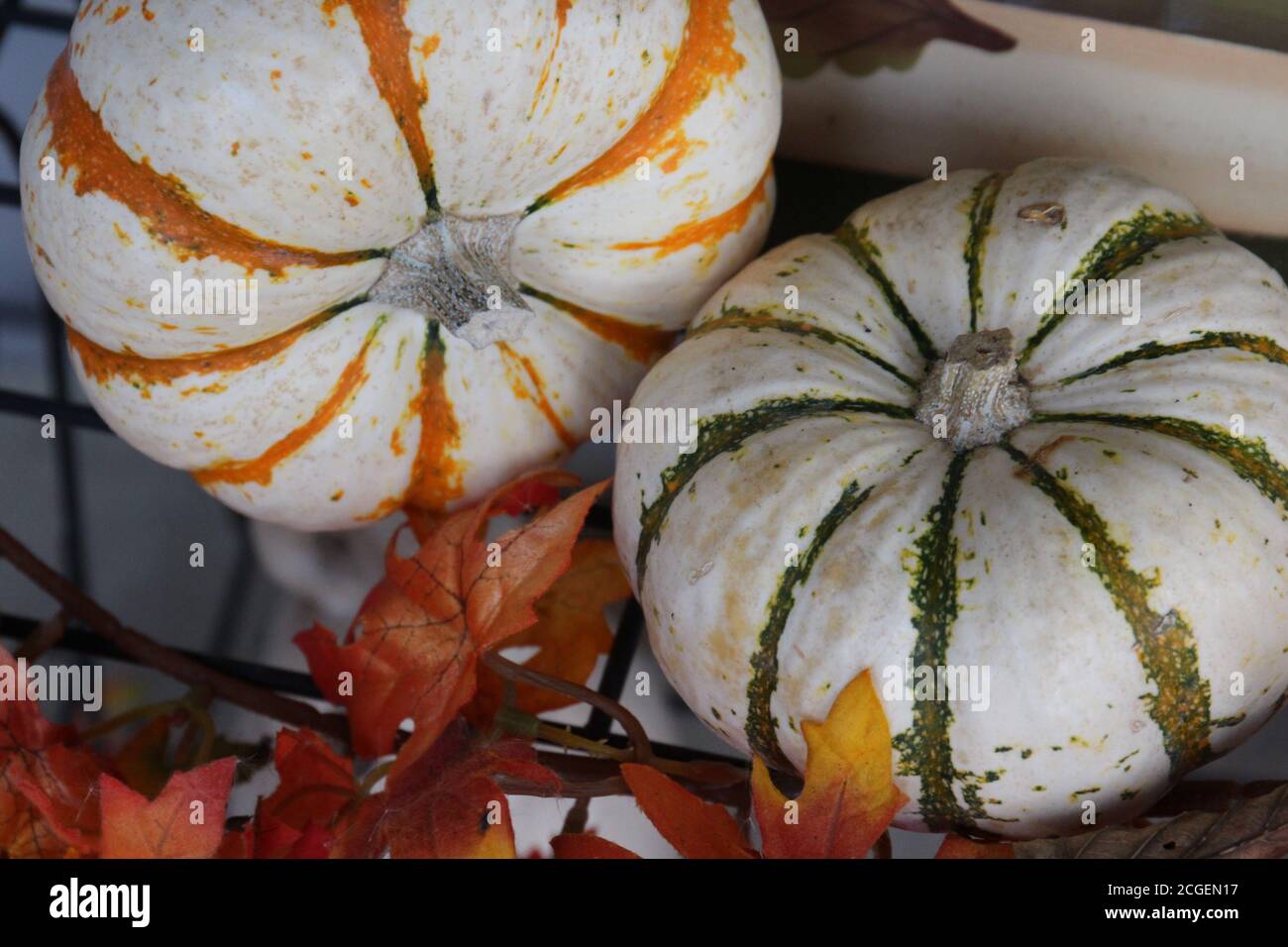 Close up of two mini ornamental pumpkins, one oragne striped the other ...