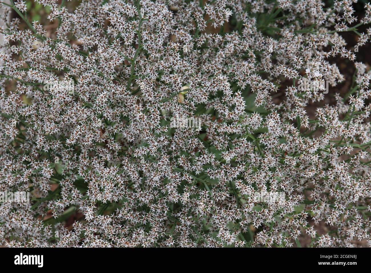 Goniolimon tataricum hi-res stock photography and images - Alamy